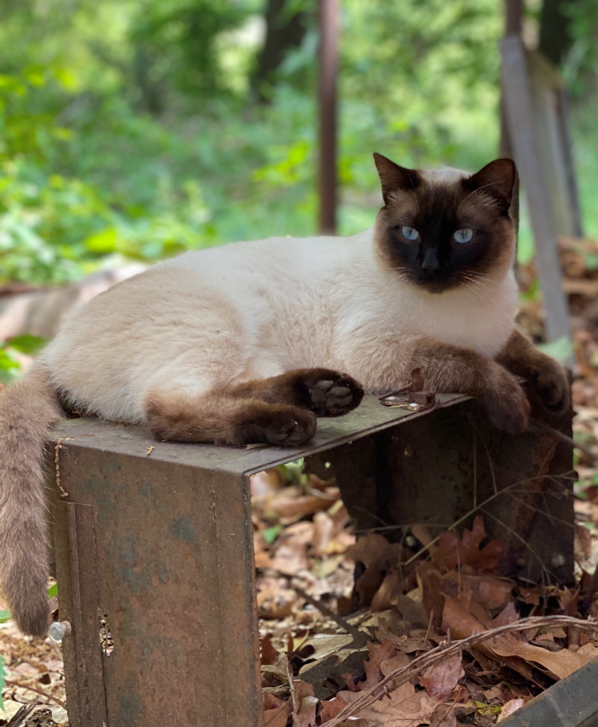 The Ranch Cat – Weldon Ridge Ranch