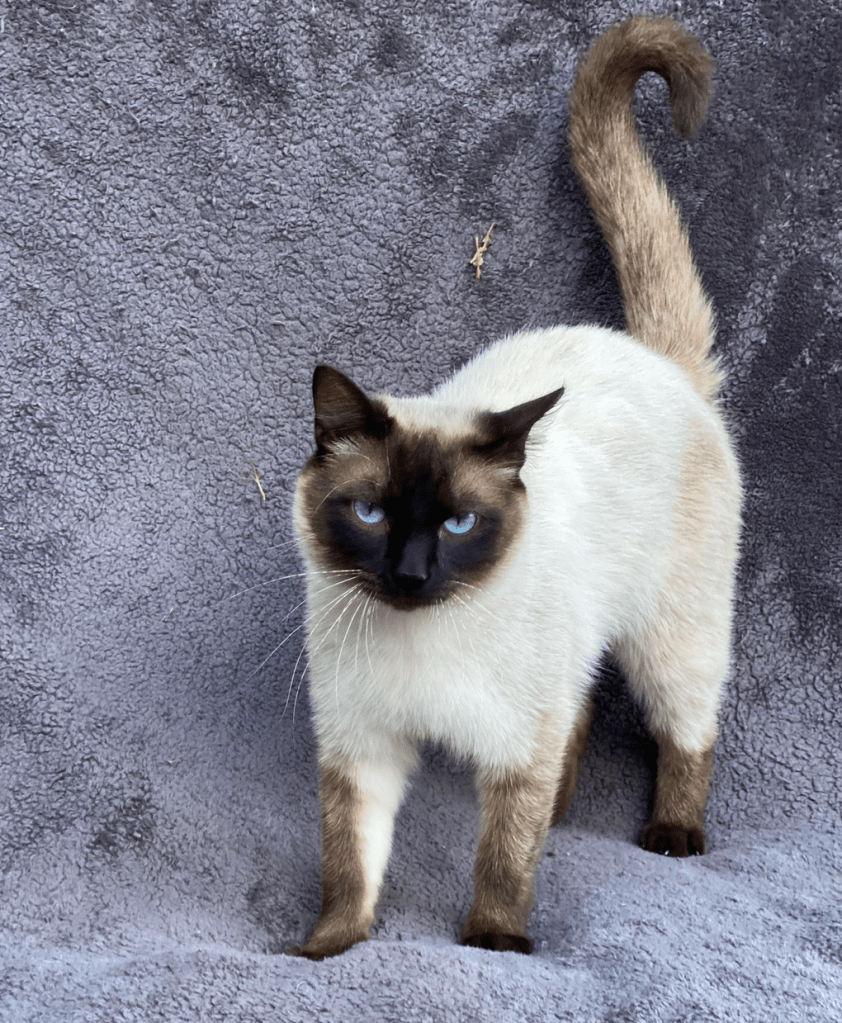 The Ranch Cat – Weldon Ridge Ranch