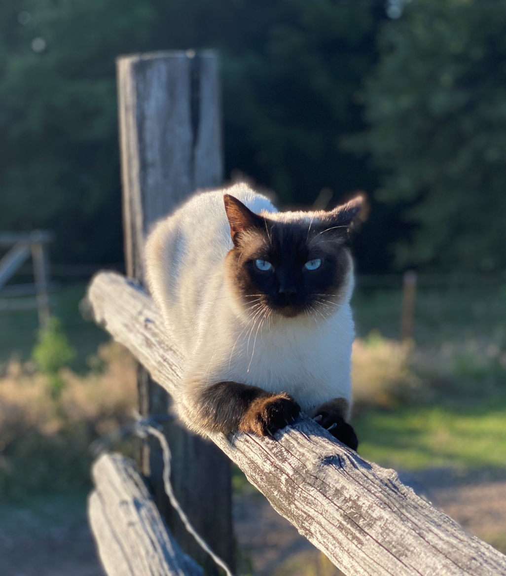 The Ranch Cat – Weldon Ridge Ranch