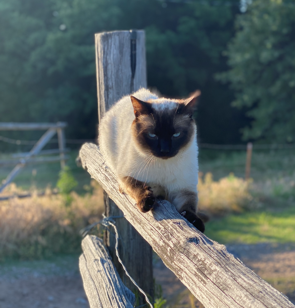 The Ranch Cat – Weldon Ridge Ranch